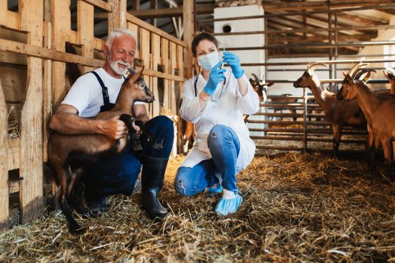 Goat Vaccinations and Injectables - Goat Journal